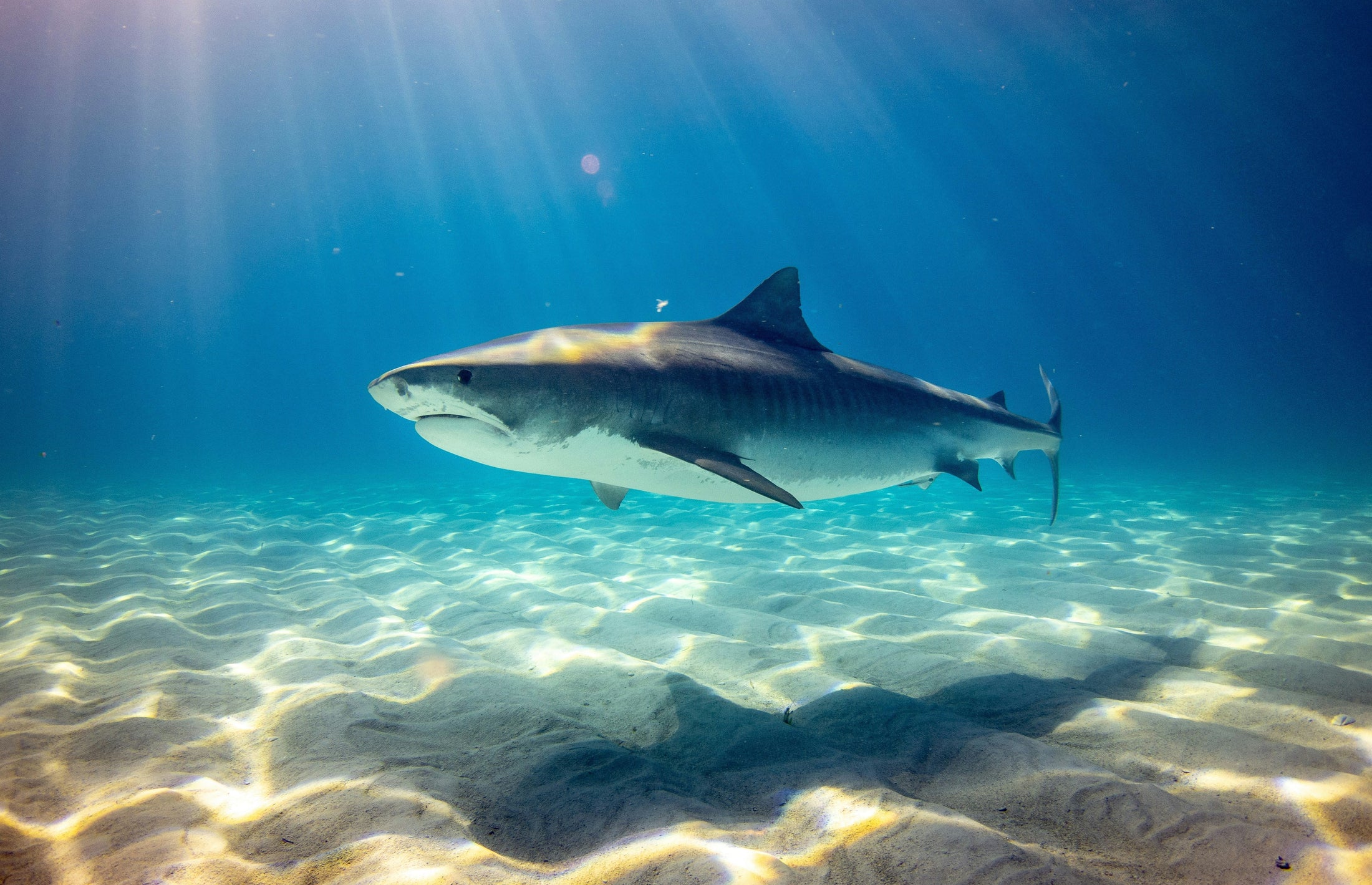 Sharks & Climate Change: Impact on Behavior & Habitat – sharkstop.co