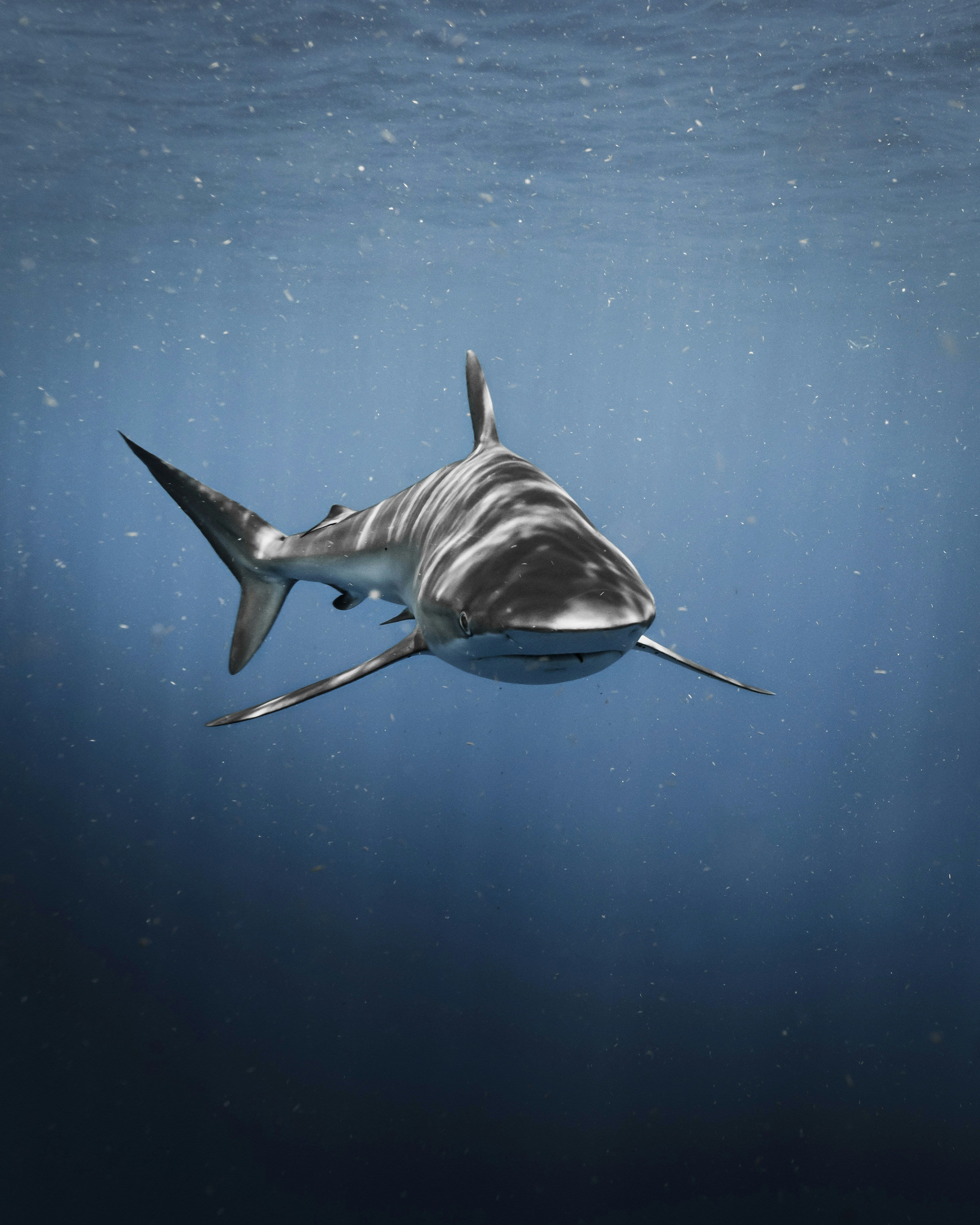 Bull Sharks and Heavy Rain: Understanding 'Sharky' Conditions in NSW ...