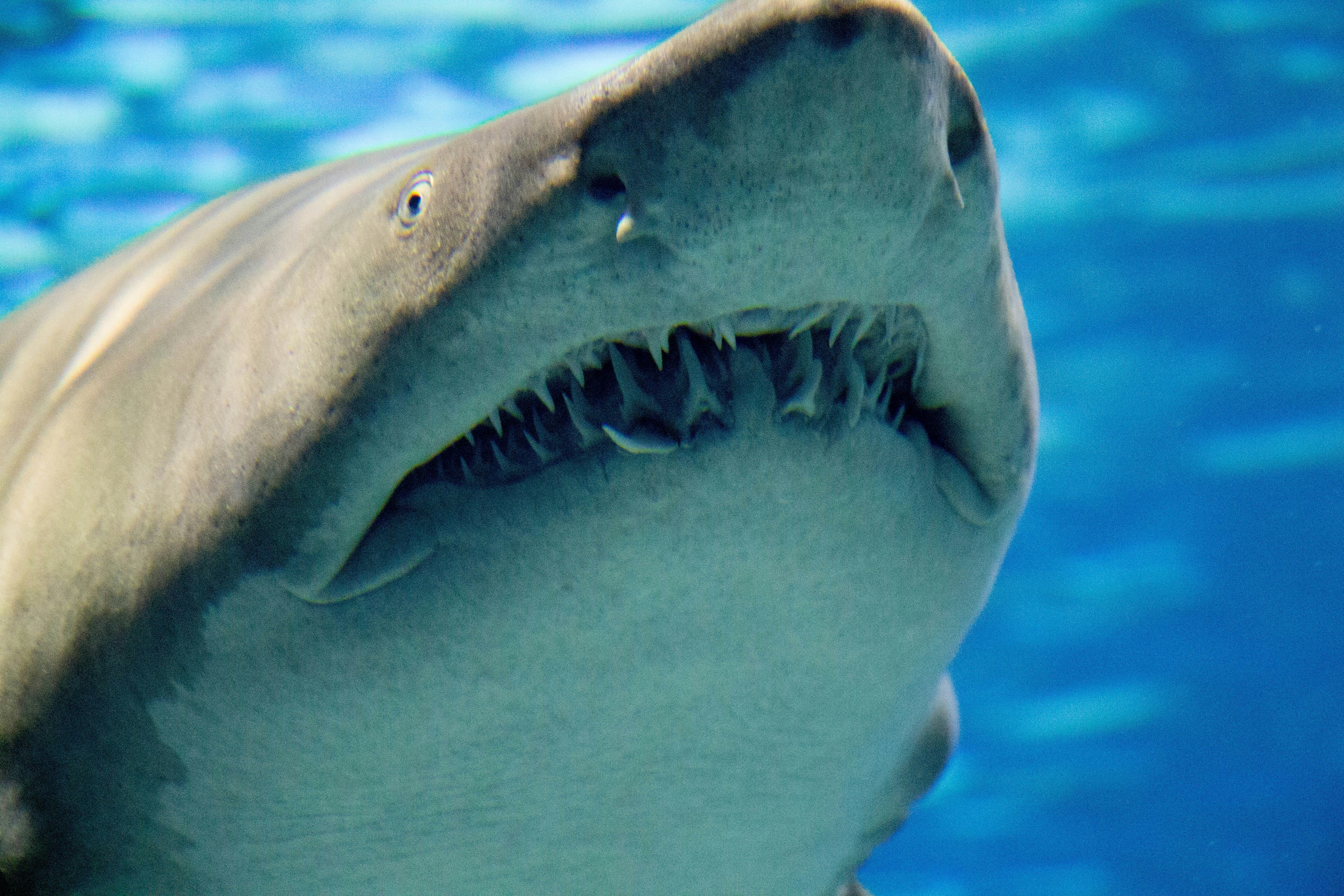 How Sharks Detect Prey: The Truth About Shark Senses – sharkstop.co